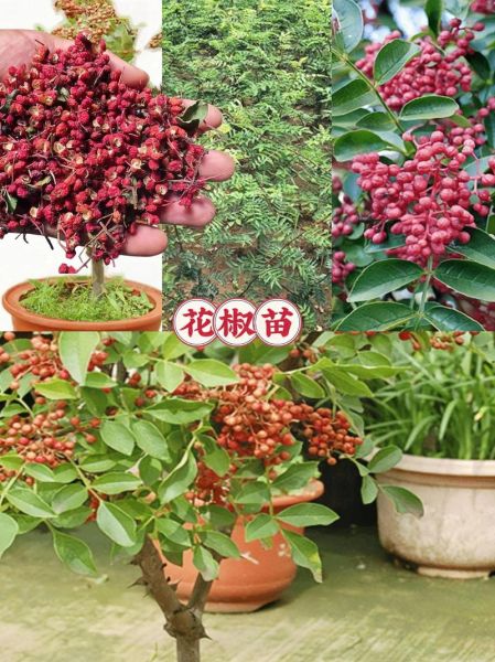 花椒树苗怎么选_花椒树苗价格多少钱一棵-第1张图片-山城妙识