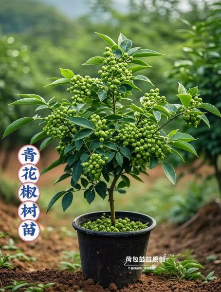 花椒树苗怎么选_花椒树苗价格多少钱一棵-第2张图片-山城妙识