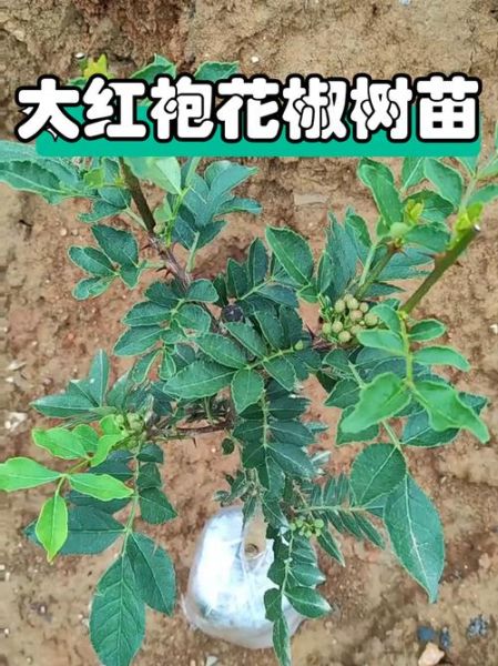花椒树苗怎么选_花椒树苗价格多少钱一棵-第3张图片-山城妙识