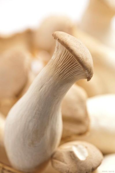 鸡腿菇图片大全大图唯美_如何拍出高清质感-第1张图片-山城妙识 鸡腿菇图片大全大图唯美_如何拍出高清质感-第1张图片-山城妙识
