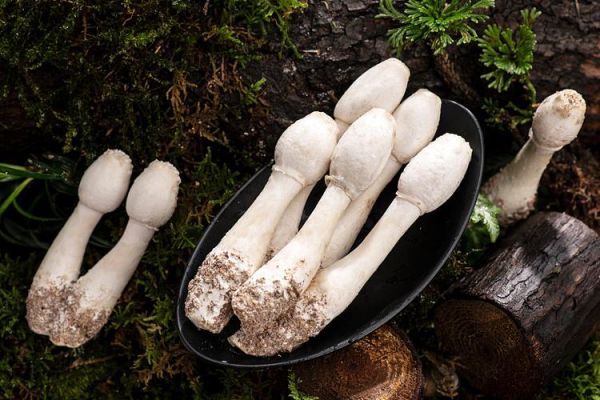 鸡腿菇图片大全大图唯美_如何拍出高清质感-第3张图片-山城妙识 鸡腿菇图片大全大图唯美_如何拍出高清质感-第3张图片-山城妙识