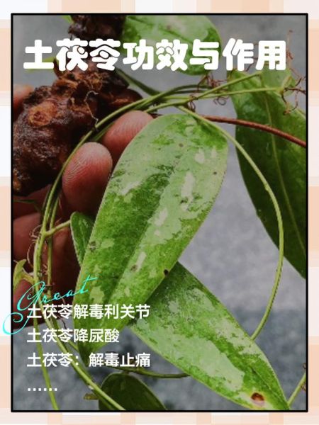 土茯苓降尿酸怎么吃_土茯苓降尿酸多久见效-第1张图片-山城妙识