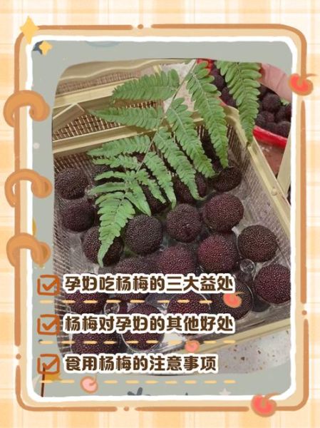 杨梅干孕妇可以吃吗_孕妇吃杨梅干注意事项-第3张图片-山城妙识