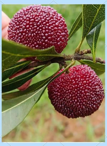 杨梅干孕妇可以吃吗_孕妇吃杨梅干注意事项-第2张图片-山城妙识