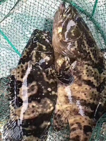 海里石斑鱼多少钱一斤_野生石斑鱼价格-第1张图片-山城妙识