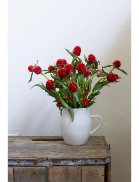 千日红的功效与作用_千日红泡水喝有什么禁忌-第3张图片-山城妙识