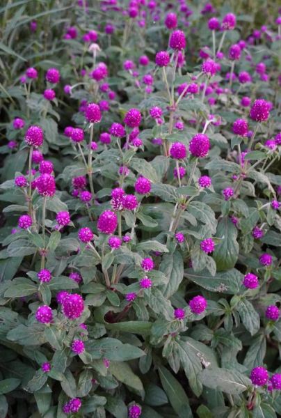 千日红的功效与作用_千日红泡水喝有什么禁忌-第1张图片-山城妙识