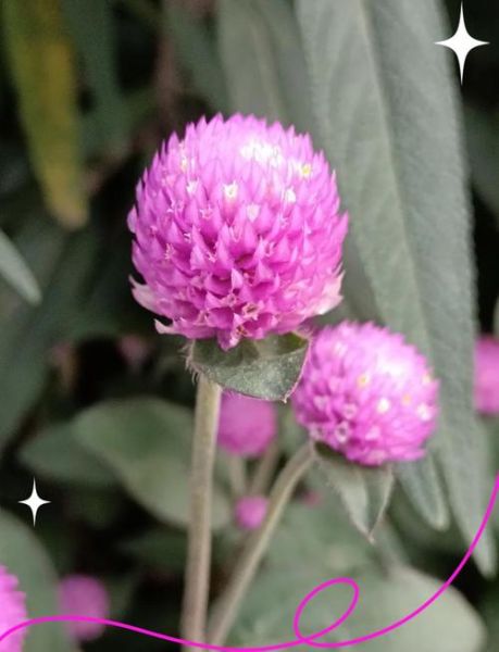 千日红的功效与作用_千日红泡水喝有什么禁忌-第2张图片-山城妙识