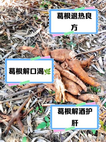 葛根的副作用有哪些_葛根伤肝还是护肝-第2张图片-山城妙识