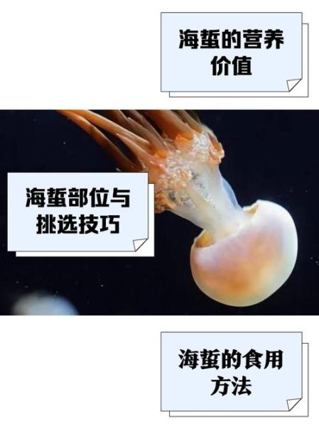 海蜇是什么_海蜇是水母吗-第2张图片-山城妙识