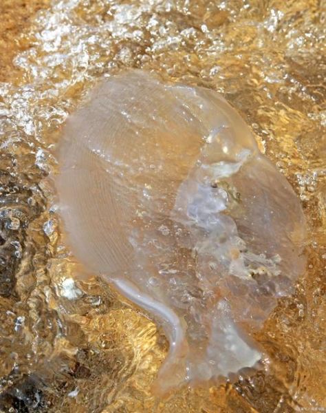 海蜇是什么_海蜇是水母吗-第1张图片-山城妙识