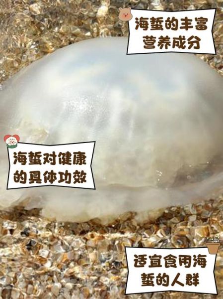 海蜇是什么_海蜇是水母吗-第3张图片-山城妙识
