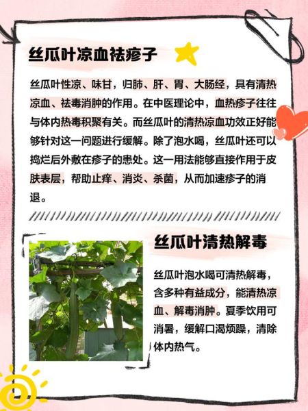 丝瓜叶晒干泡水有什么功效_丝瓜叶茶怎么喝-第1张图片-山城妙识