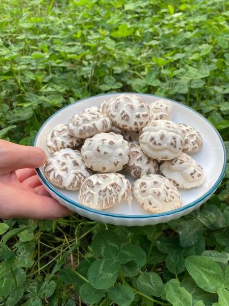 花菇哪里产的最好_花菇产地排名-第3张图片-山城妙识 花菇哪里产的最好_花菇产地排名-第3张图片-山城妙识