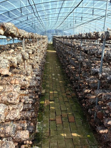 花菇哪里产的最好_花菇产地排名-第1张图片-山城妙识 花菇哪里产的最好_花菇产地排名-第1张图片-山城妙识