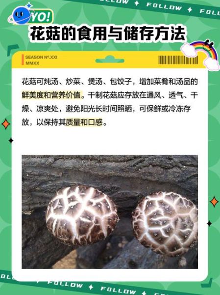 花菇哪里产的最好_花菇产地排名-第2张图片-山城妙识 花菇哪里产的最好_花菇产地排名-第2张图片-山城妙识