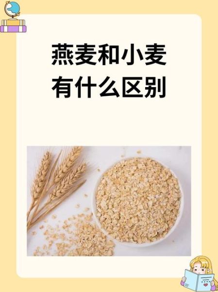 燕麦是什么东西_燕麦和麦片有什么区别-第1张图片-山城妙识