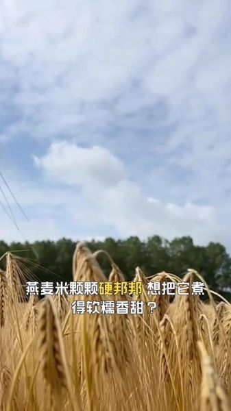 燕麦米怎么煮比较烂_燕麦米煮多久才软烂-第1张图片-山城妙识