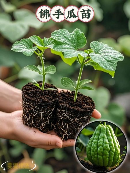 佛手瓜怎么种_佛手瓜种植技术视频-第3张图片-山城妙识
