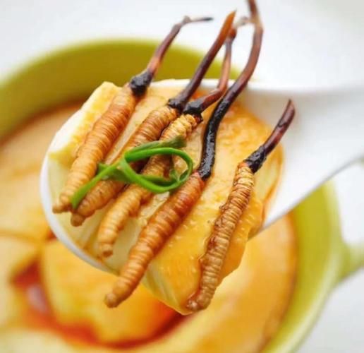 冬虫夏草怎么吃效果最好_冬虫夏草最佳吃法-第3张图片-山城妙识