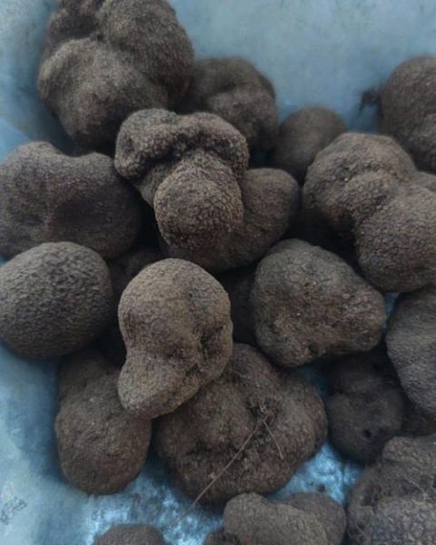 野生黑松露多少钱一斤_如何辨别真假-第2张图片-山城妙识 野生黑松露多少钱一斤_如何辨别真假-第2张图片-山城妙识