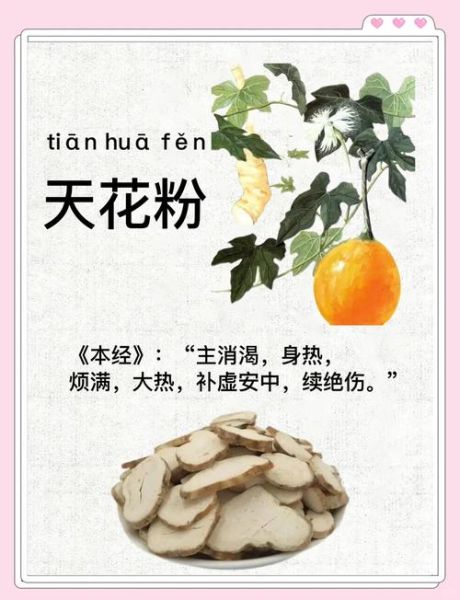 天花粉的功效与作用禁忌_孕妇能吃吗-第2张图片-山城妙识 天花粉的功效与作用禁忌_孕妇能吃吗-第2张图片-山城妙识