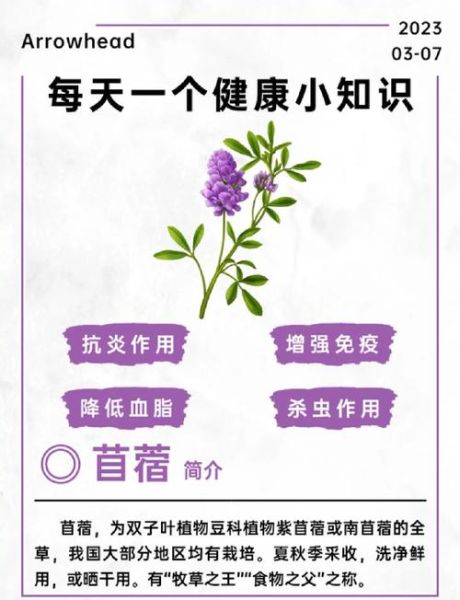 苜蓿的功效与作用_苜蓿的禁忌人群有哪些-第1张图片-山城妙识
