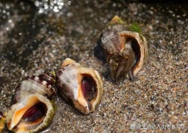 海螺尾部是黄还是屎_能吃吗-第1张图片-山城妙识