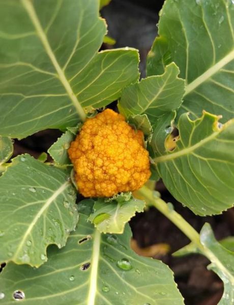 花椰菜怎么挑选_花椰菜营养价值高吗-第2张图片-山城妙识