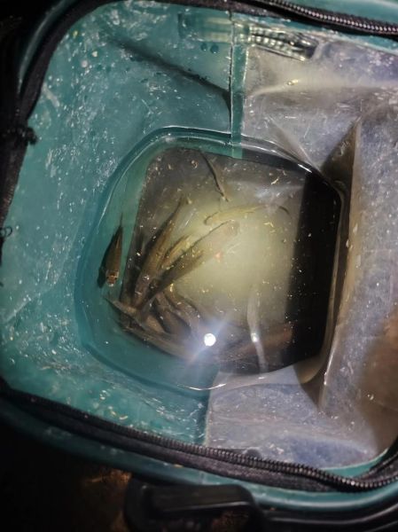 餐条鱼怎么钓_餐条鱼吃什么饵料-第1张图片-山城妙识 餐条鱼怎么钓_餐条鱼吃什么饵料-第1张图片-山城妙识