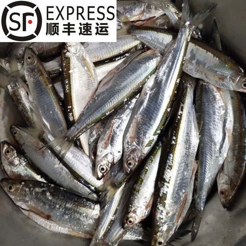 餐条鱼怎么钓_餐条鱼吃什么饵料-第2张图片-山城妙识 餐条鱼怎么钓_餐条鱼吃什么饵料-第2张图片-山城妙识