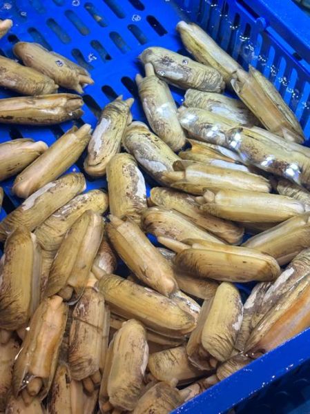 蛏子怎么读拼音_蛏子读音是什么-第2张图片-山城妙识