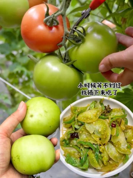青番茄能炒着吃吗_青番茄炒着有毒吗-第1张图片-山城妙识