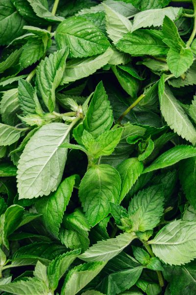 新鲜薄荷叶怎么吃最好_薄荷叶的吃法大全-第3张图片-山城妙识