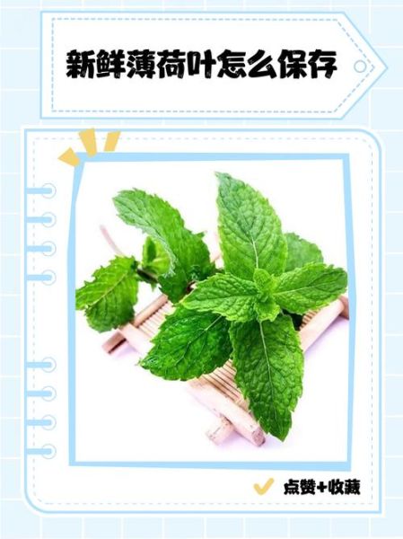 新鲜薄荷叶怎么吃最好_薄荷叶的吃法大全-第2张图片-山城妙识