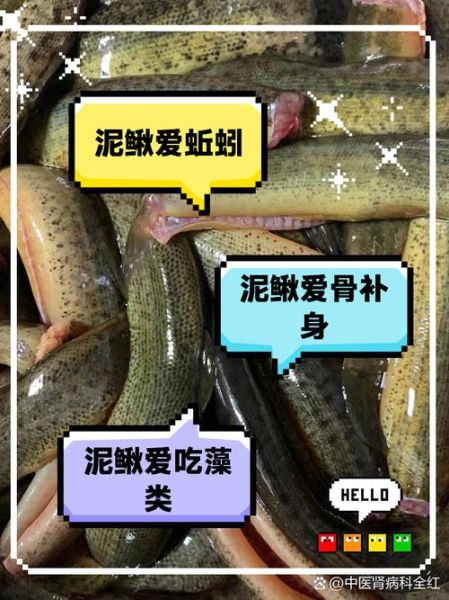 泥鳅吃什么东西长大的_泥鳅最爱食物清单-第1张图片-山城妙识