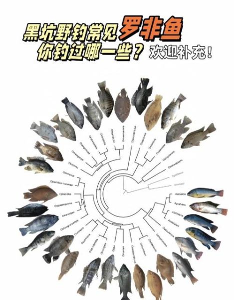 罗非鱼和鲫鱼的区别_哪个更好吃-第3张图片-山城妙识