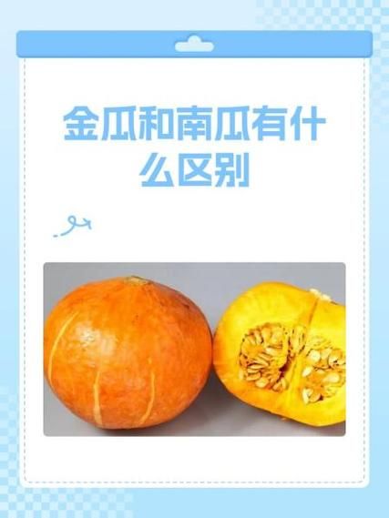 北方倭瓜长什么样_北方倭瓜和南瓜的区别-第3张图片-山城妙识