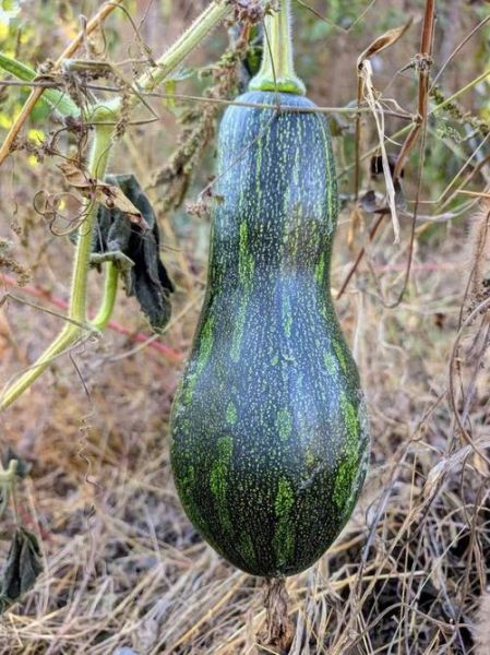 北方倭瓜长什么样_北方倭瓜和南瓜的区别-第2张图片-山城妙识