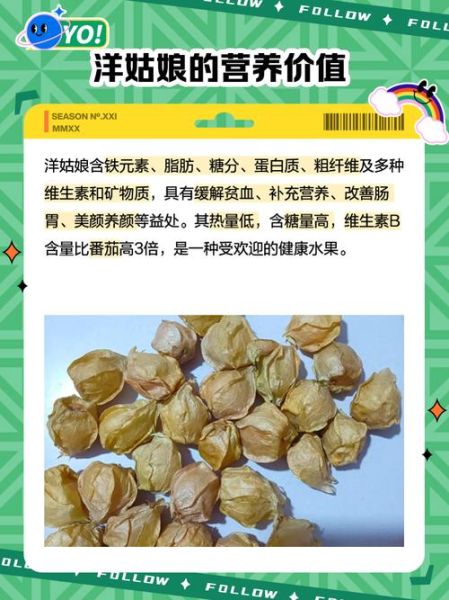 洋姑娘是什么水果_洋姑娘怎么吃最好吃-第2张图片-山城妙识 洋姑娘是什么水果_洋姑娘怎么吃最好吃-第2张图片-山城妙识