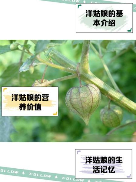 洋姑娘是什么水果_洋姑娘怎么吃最好吃-第1张图片-山城妙识 洋姑娘是什么水果_洋姑娘怎么吃最好吃-第1张图片-山城妙识