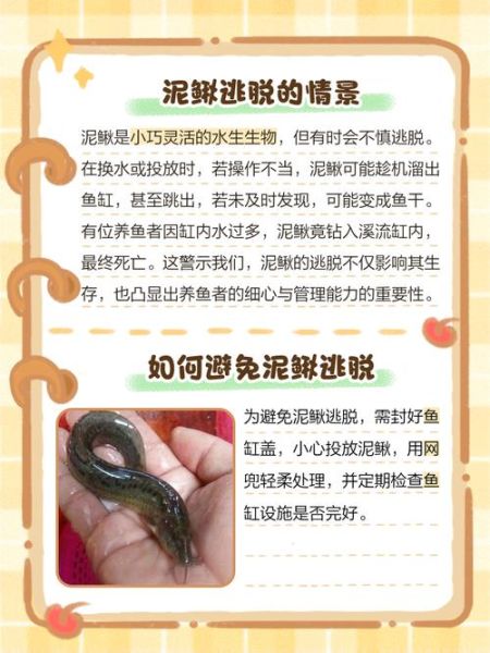 泥鳅养殖失败的人多吗_泥鳅养殖失败的原因-第1张图片-山城妙识