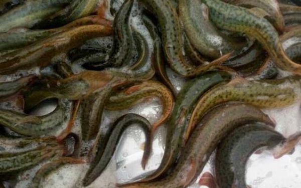 泥鳅养殖失败的人多吗_泥鳅养殖失败的原因-第2张图片-山城妙识