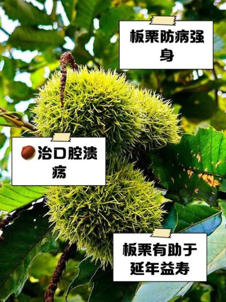 吃板栗有什么好处_板栗的功效与作用-第3张图片-山城妙识