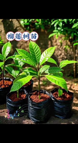 榴莲树苗怎么种_榴莲树苗几年结果-第1张图片-山城妙识