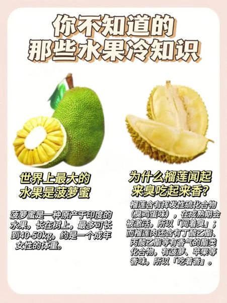 榴莲蜜和菠萝蜜的区别_哪个更好吃-第1张图片-山城妙识