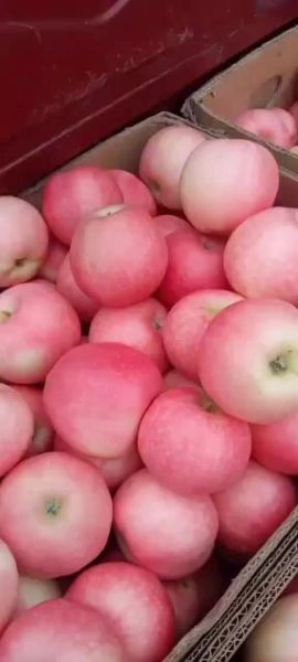 嘎拉苹果产地哪里_嘎拉苹果口感如何-第3张图片-山城妙识