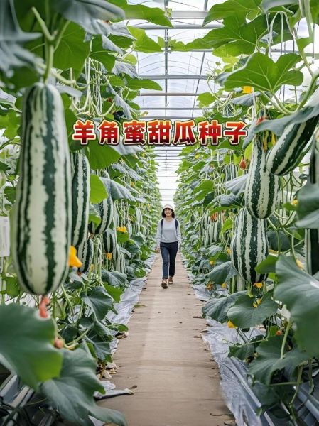 羊角蜜甜瓜怎么挑_羊角蜜甜瓜热量高吗-第2张图片-山城妙识 羊角蜜甜瓜怎么挑_羊角蜜甜瓜热量高吗-第2张图片-山城妙识