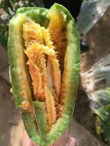 羊角蜜甜瓜怎么挑_羊角蜜甜瓜热量高吗-第1张图片-山城妙识 羊角蜜甜瓜怎么挑_羊角蜜甜瓜热量高吗-第1张图片-山城妙识