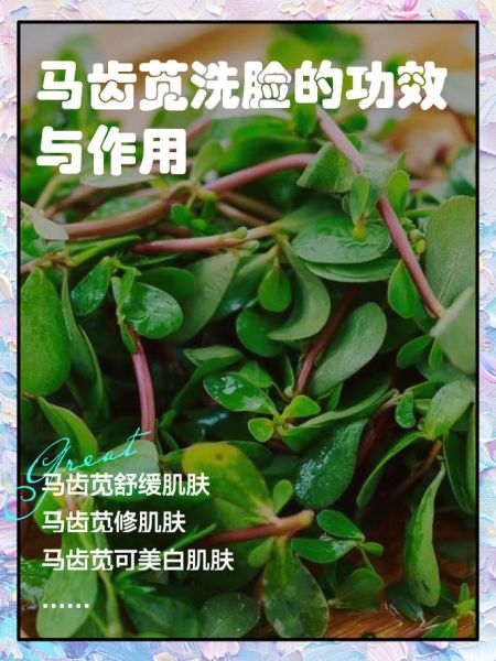 马齿苋长期洗脸的功效_马齿苋洗脸多久见效-第1张图片-山城妙识 马齿苋长期洗脸的功效_马齿苋洗脸多久见效-第1张图片-山城妙识